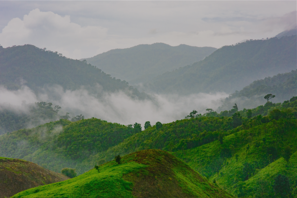 YAYA Medicinal Grass - พืชที่มีสรรพคุณทางยา | หญ้ายา
